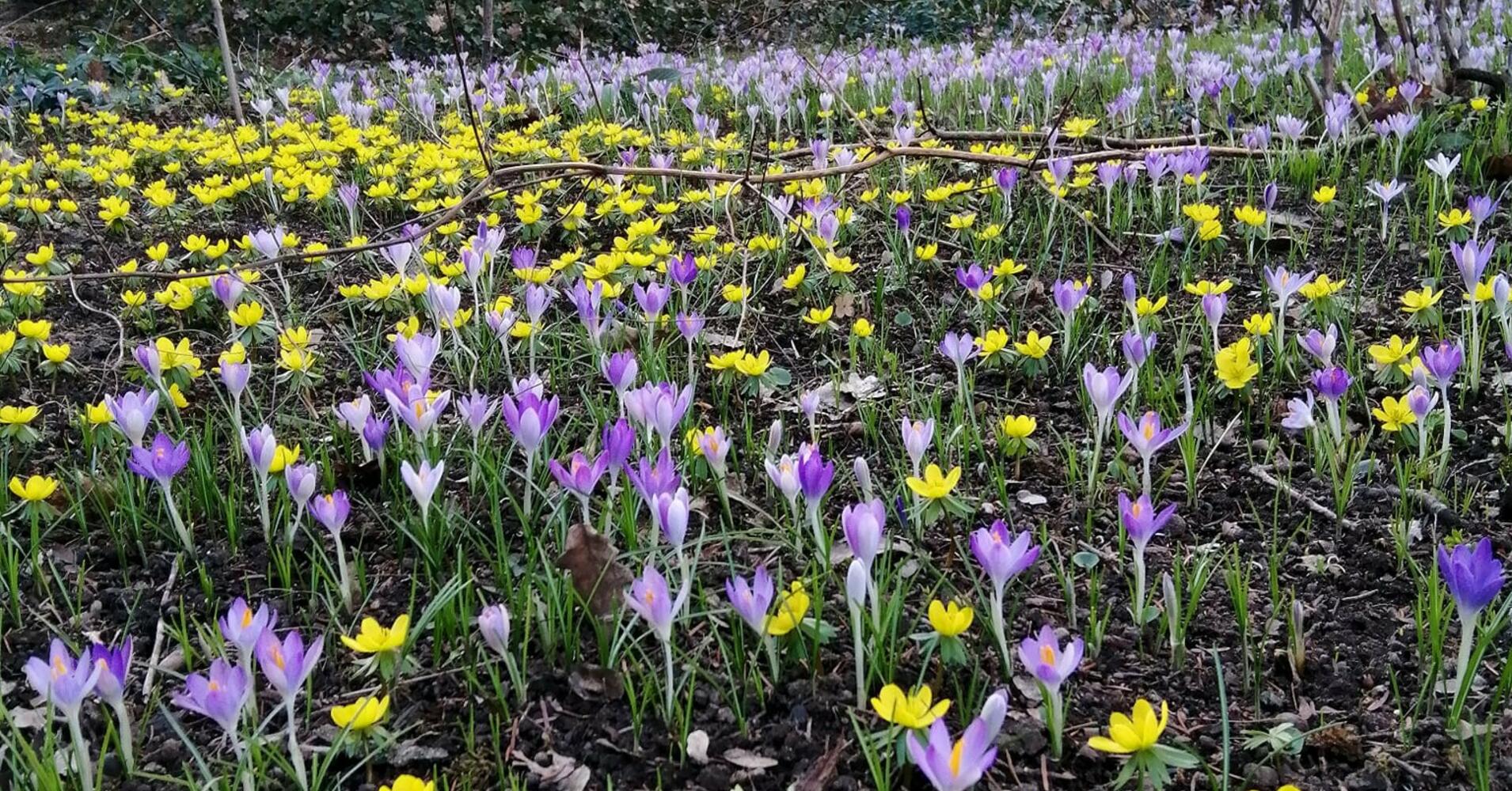 A gödöllői MATE Botanikus kertjében megjelentek a tavasz első hírnökei ...